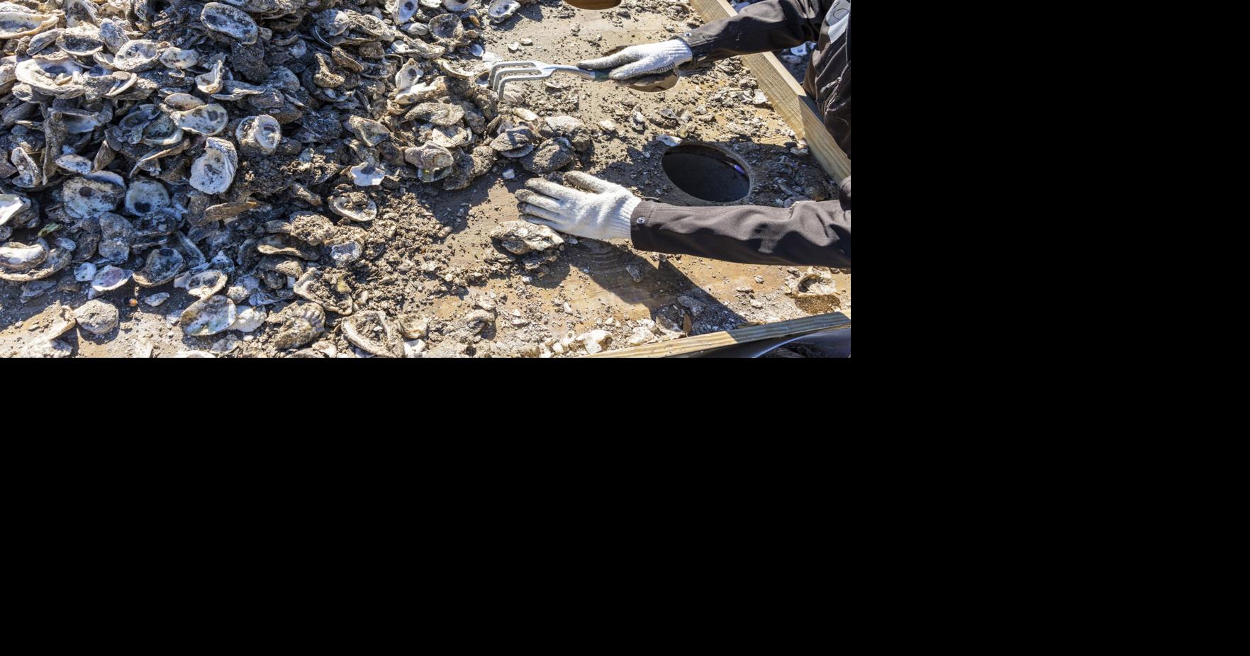 NO.oysters.120724_399.JPG | | nola.com