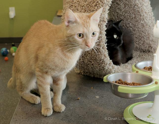 LA/SPCA partners with NOPD for special pet adoption event | Archive ...