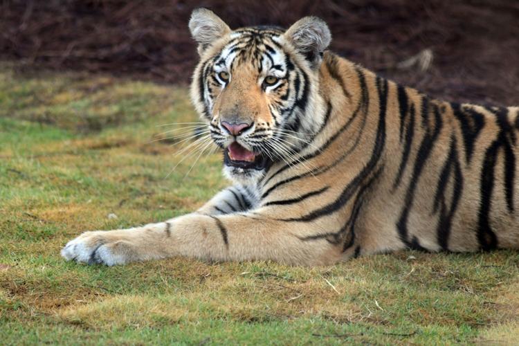 All about Mike VII: Owner says LSU's new, fun-loving mascot 'hit the ...