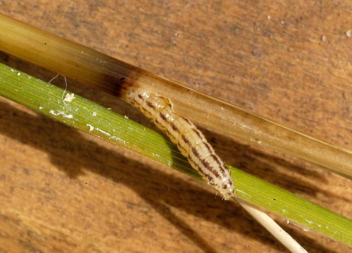 LSU AgCenter launches multi-state invasive species network | Education ...