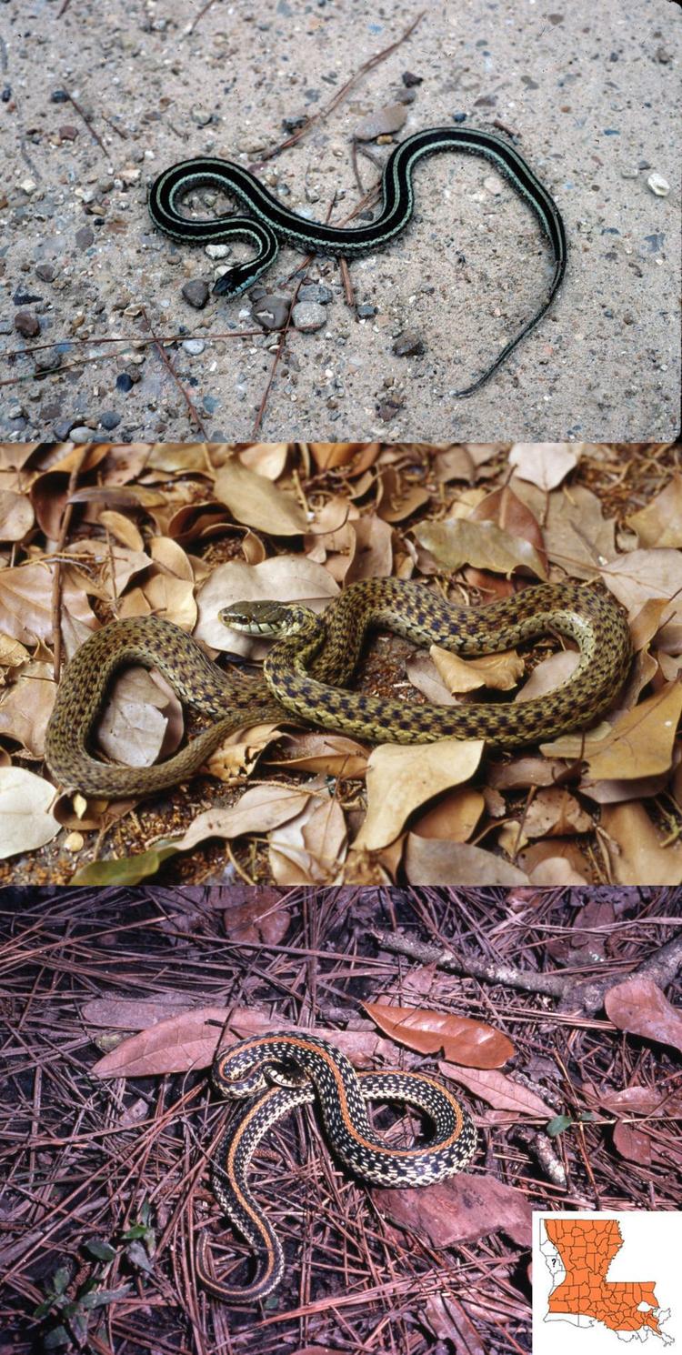 These 46 snake species can be found slithering around Louisiana ...