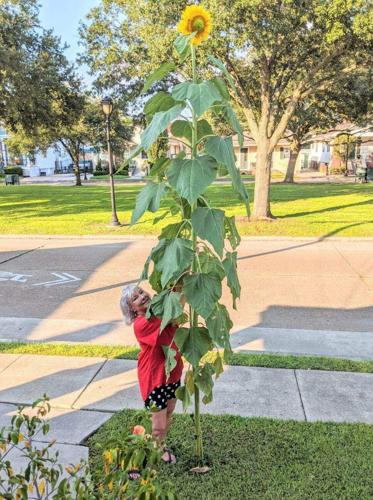 12-foot-tall sunflower blooms as an expression of hope for world peace ...