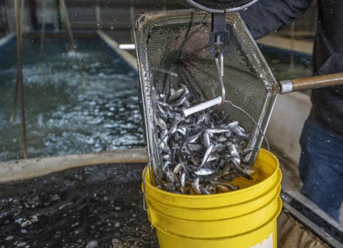 Sponsored: Keo Fish Farms in Arkansas works on conservation | Sponsored ...