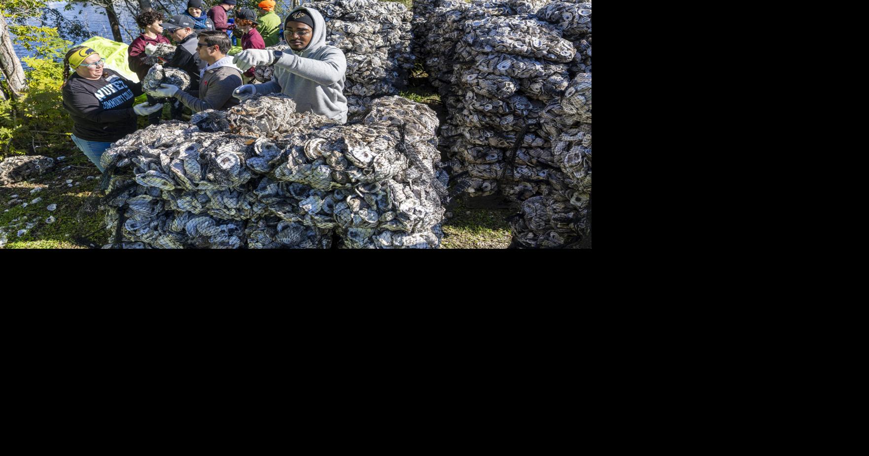 Volunteers use oyster shells to fight Louisiana coastal loss ...