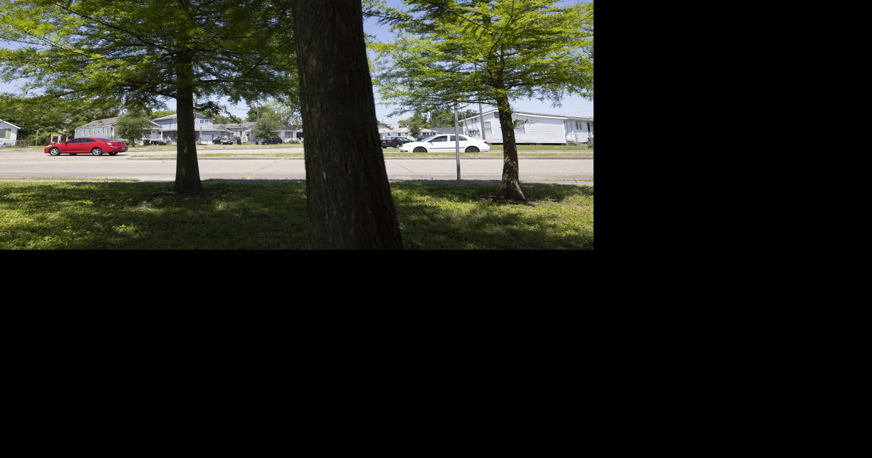 Letters: We all can help keep our tree canopy flourishing | Letters ...