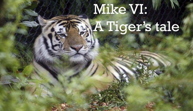 Mike VI, LSU's live mascot, through the years | Sports | nola.com