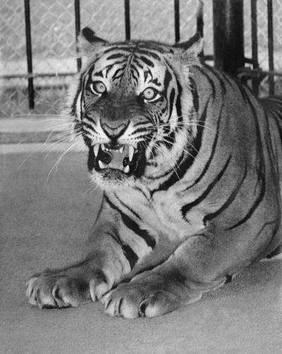 The mystery of LSU's Mike II and the second Mike II lives on | LSU ...