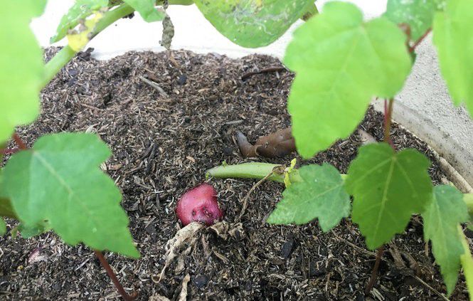 9 ways to stop wasting fruits, vegetables | Where NOLA Eats | nola.com