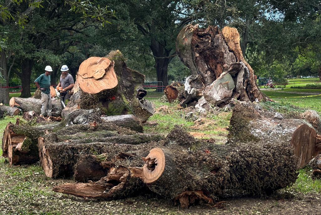 oak tree falls on runner
