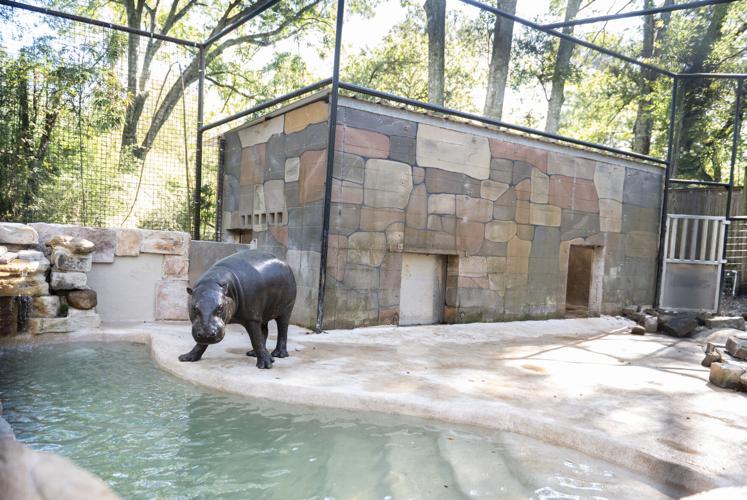 Pygmy hippos arrive at Zoosiana in Broussard, Louisiana | Entertainment ...