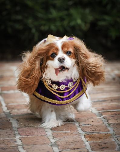 Barkus Mardi Gras parade Queen Bea 2024 living her best life ...