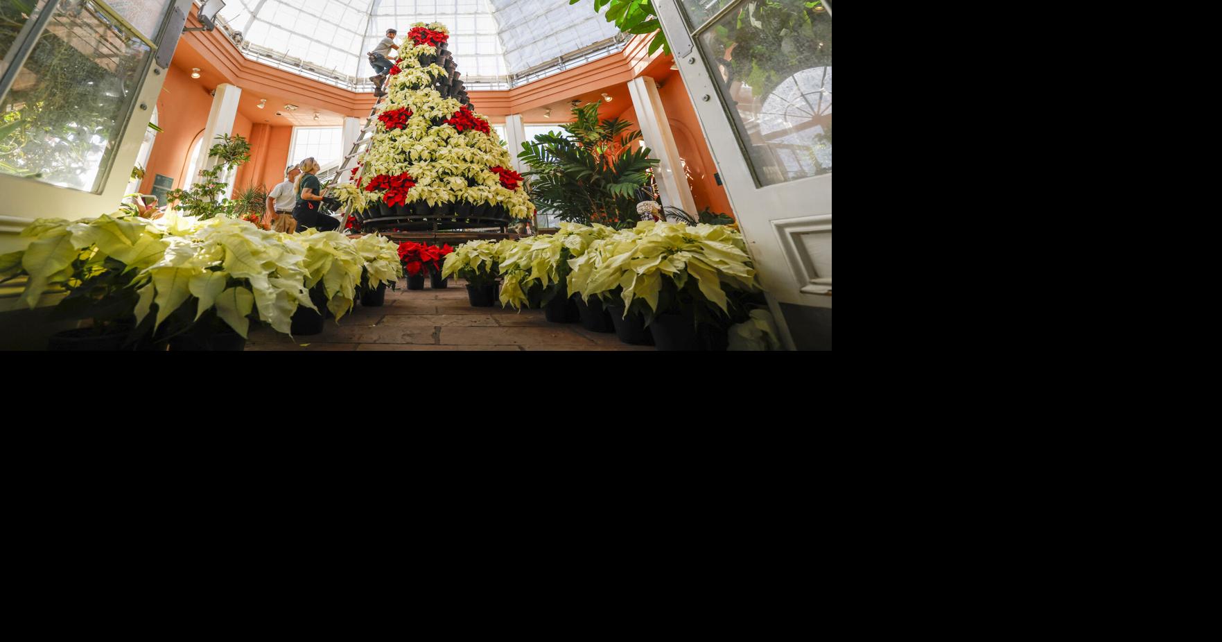 Photos: Poinsettia tree is built for Celebration in the Oaks | Photos ...
