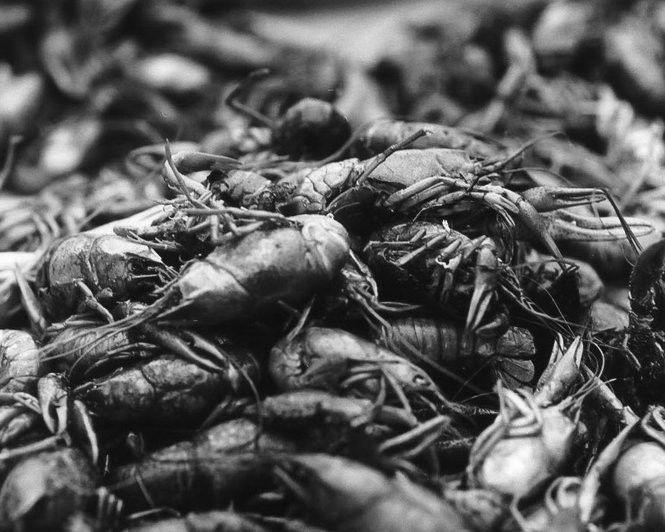 Mudbug pics: 20 vintage crawfish photos in Louisiana | Entertainment ...