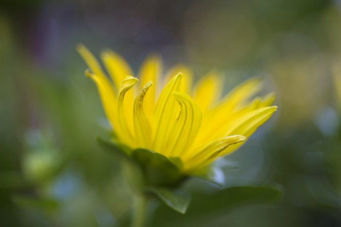 14 Louisiana native plants to add to your garden | Home/Garden | nola.com