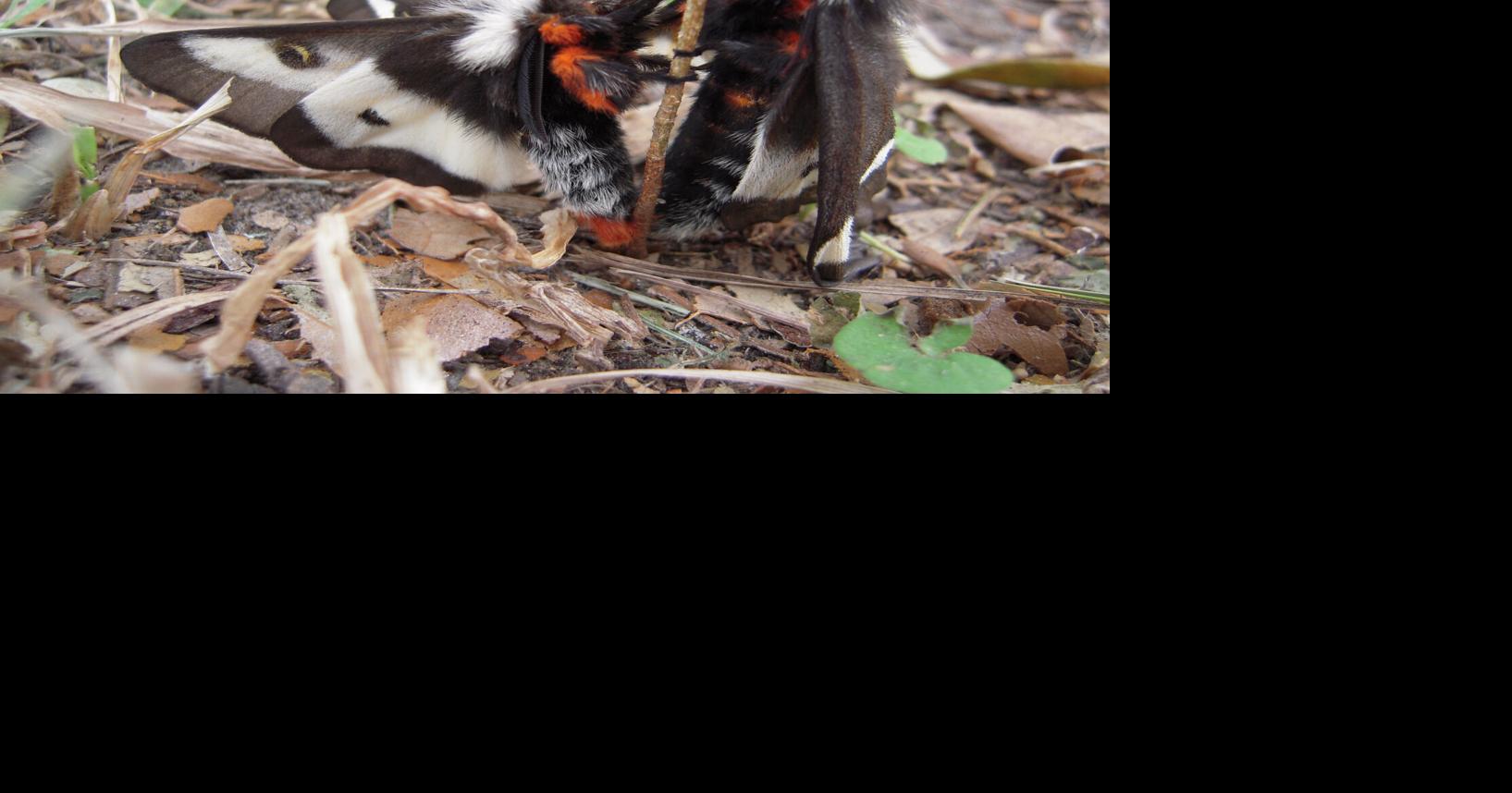 It's Buck moth mating season. Here's what it means for NOLA ...