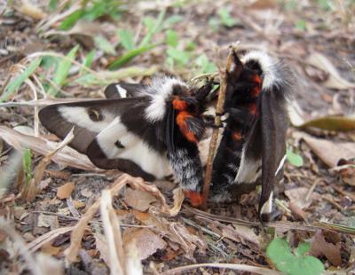 It's Buck moth mating season. Here's what it means for NOLA ...