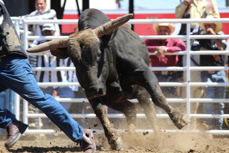 Angola Prison Rodeo, Treme Culture Fest, Satsuma Celebration and more ...