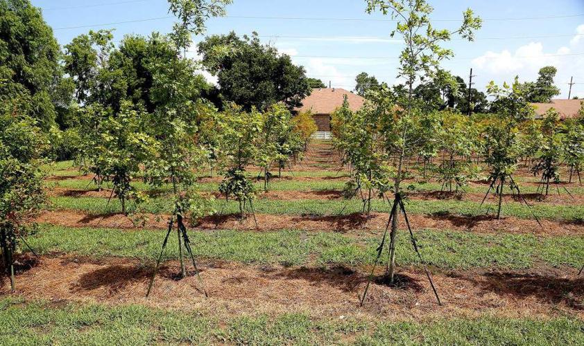 With neighbors’ help, row of empty lots becomes a small, tidy woods ...