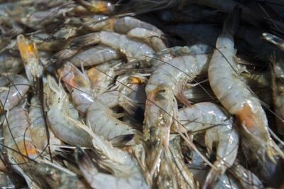 Meth-packing duo arrested after netting more than a ton of illegal ...