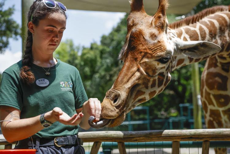 Photos: Audubon Zoo celebrates World Giraffe Day | Photos | nola.com