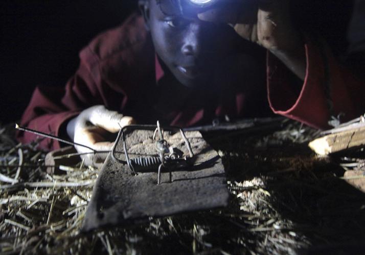 Eating mice, a delicacy in Zimbabwe, or a sign of poverty? | Where NOLA ...