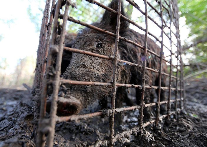 Across south Louisiana, feral hogs uproot sugar cane, rice fields ...