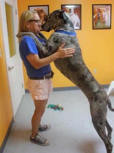 Zeus' Rescues gets permanent home in New Orleans | Archive | nola.com