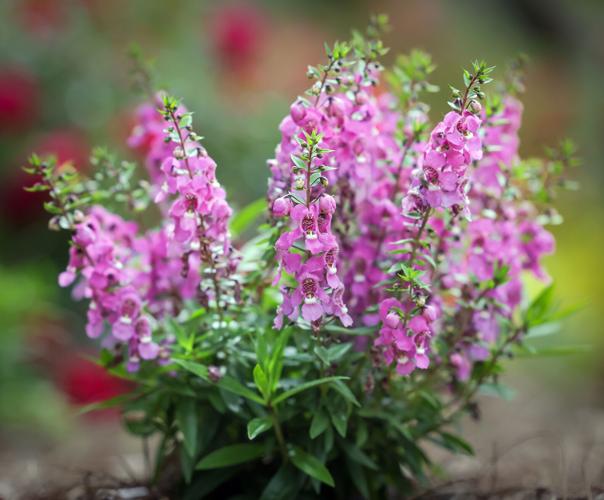 Super Plants program IDs new varities that thrive here | Home/Garden ...