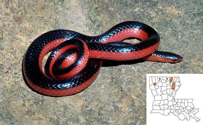 Snakes of Louisiana: 46 of the state's slithery species | Archive ...