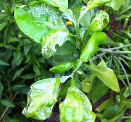 Got citrus? Dan Gill explains problems that may affect your trees and ...