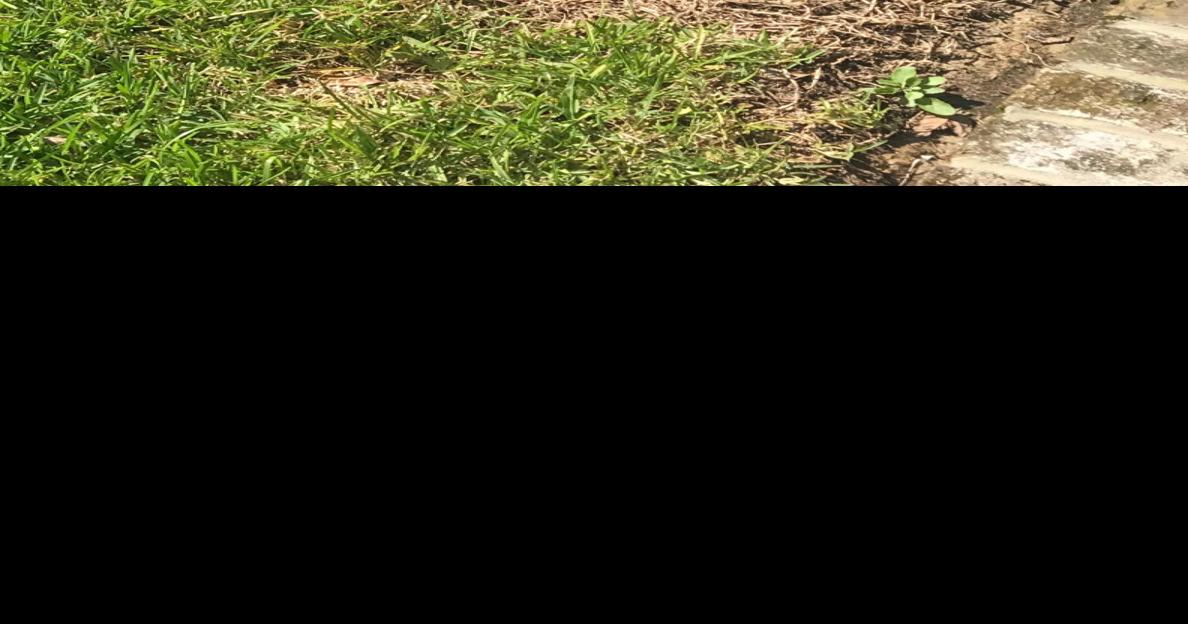 Digging In: Chinch bug or brown patch? Here’s what's eating your lawn ...