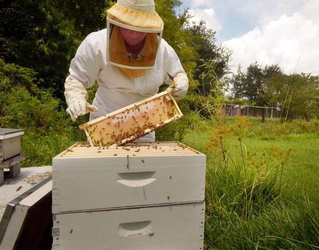 Audubon Insectarium bitten by beekeeping bug | Home/Garden | nola.com