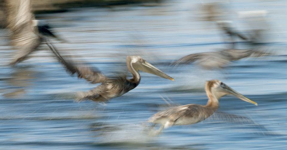 How the Pelican State nearly lost its pelicans: Saving the Southern ...