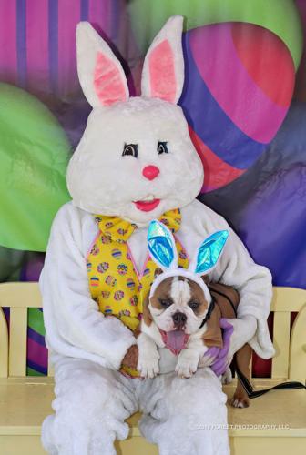 Spring Fling Pet Fest all about the fun, and raising awareness ...