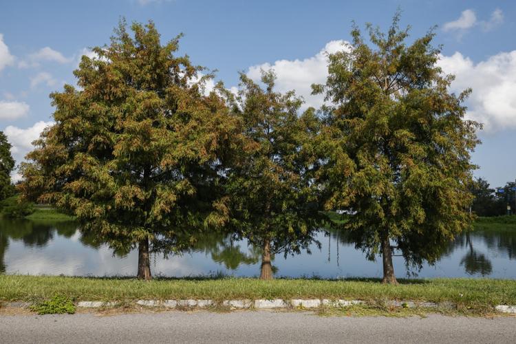 New Orleans election candidates on greater tree protections | Local ...