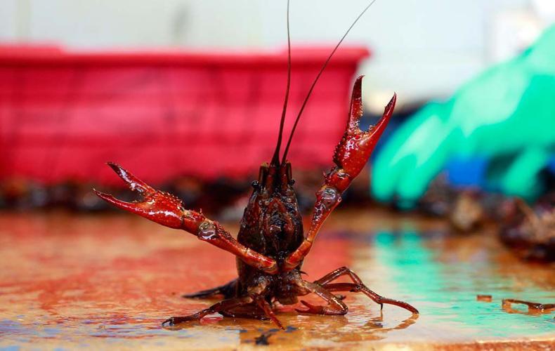 It's crawfish season in Louisiana. Where are you going to eat them ...