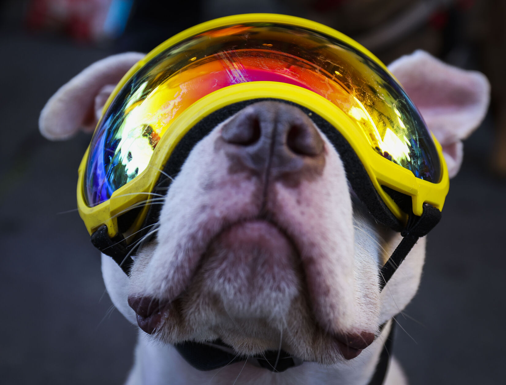 30th Annual Mystic Krewe of Barkus parades | Entertainment/Life | nola.com
