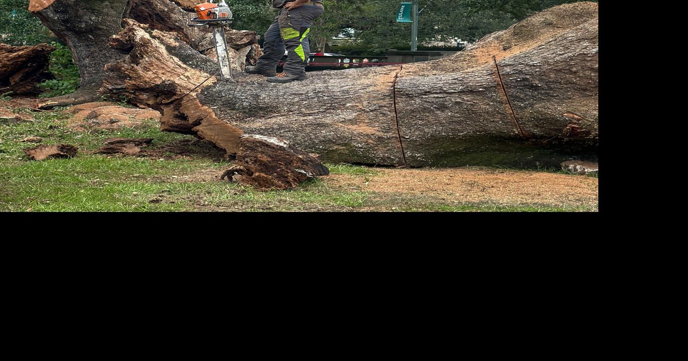 200-year-old oak tree collapsed in Audubon Park | Environment | nola.com