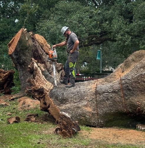 oak tree fallen over