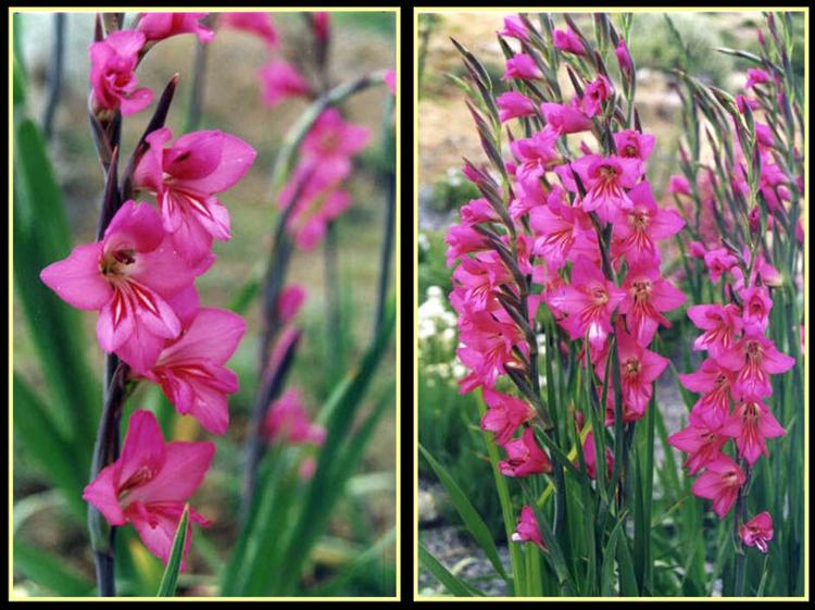 In vases or in the garden, gladiolus are a lovely addition | Home ...
