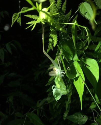 Insectarium guru heads to local swamps to collect bugs | Archive | nola.com