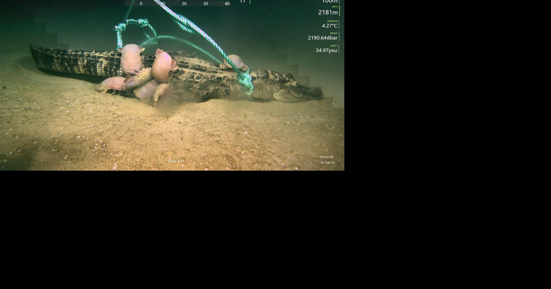 Scientists are dropping dead alligators into the darkest depths of the ...