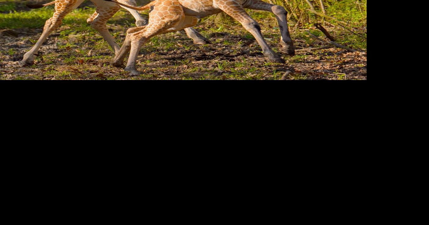 Photos: Two giraffe calfs bring new life to Audubon Species Survival ...