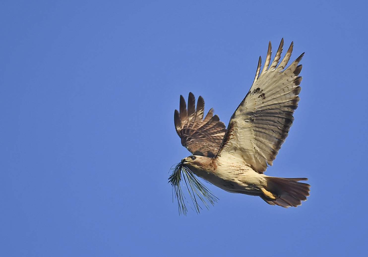 Hawk watching in Louisiana offers wonder | Entertainment/Life | nola.com