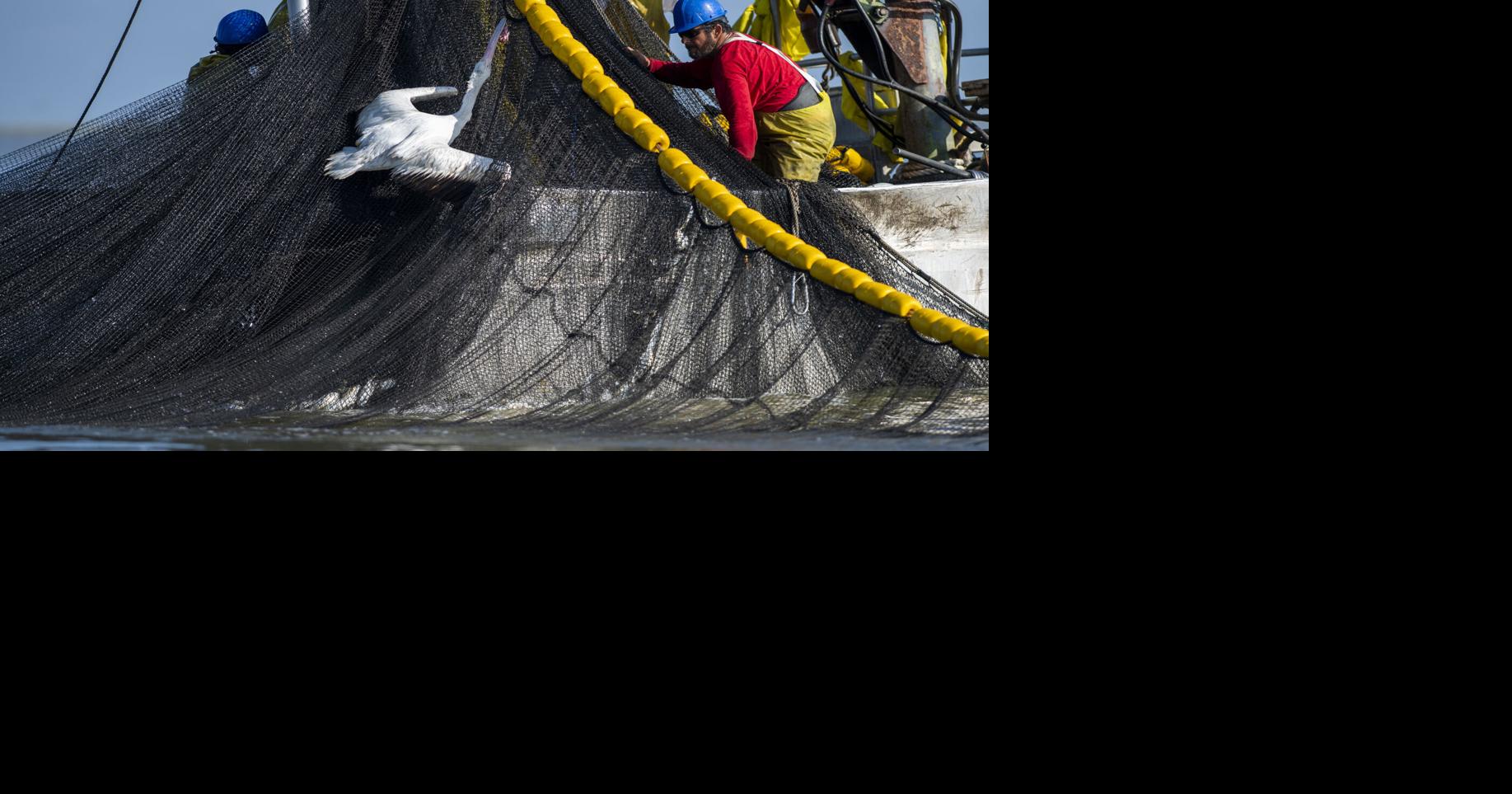 Pelican caught in menhaden net | | nola.com