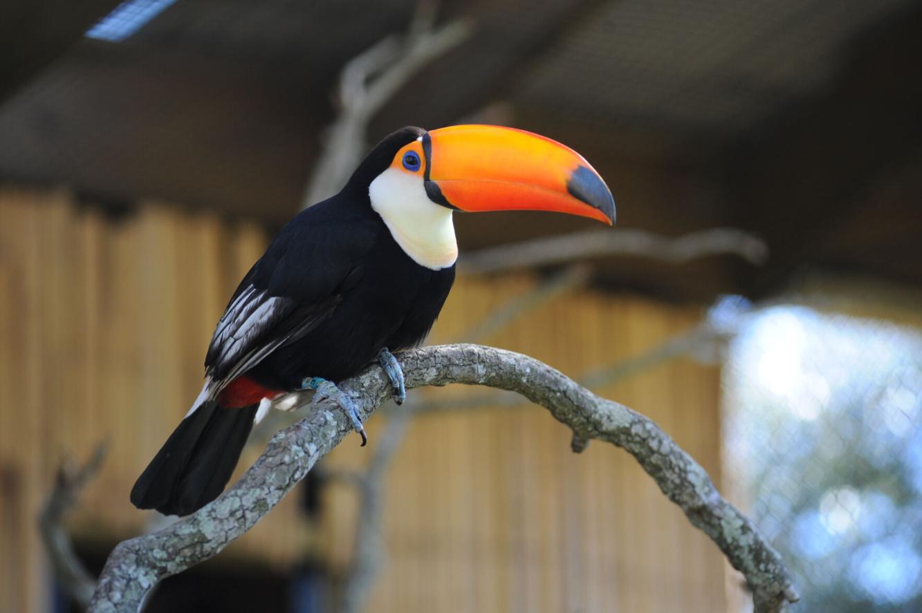 Sponsored: Toucans highlight Audubon Zoo Wings of the World | Sponsored ...