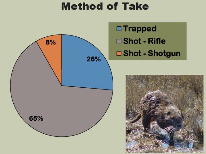 $5 nutria bounty = less wetland damage | Environment | nola.com