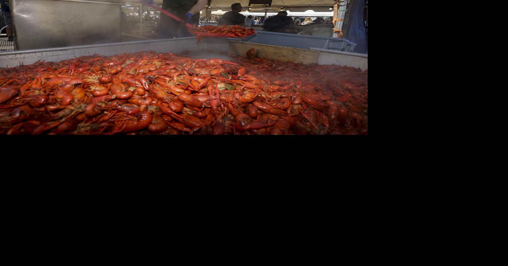 How many types of crawfish species do we eat in Louisiana? | News ...