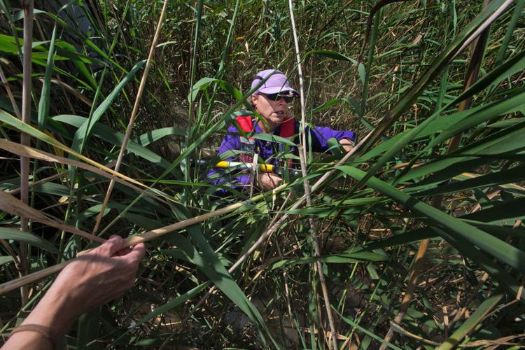 Insects feast on Louisiana wetlands, inviting the Gulf in | Environment ...