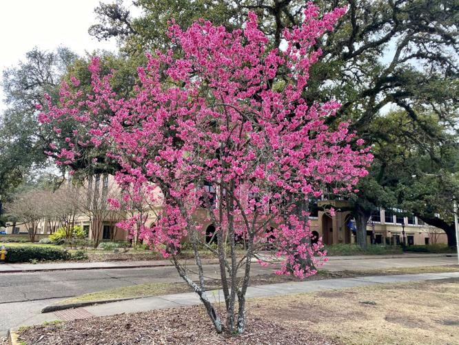 Choose a spring-flowering tree for your landscape | Home/Garden | nola.com